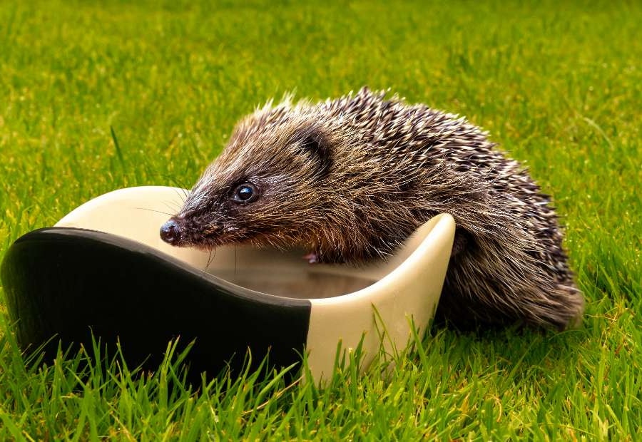 Hedgehog Food | Wildlife Food | Wild Bird Food | Henry Bell